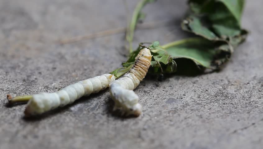 Silkworm is Peeling its Skin Stock Footage Video (100% Royalty-free ...