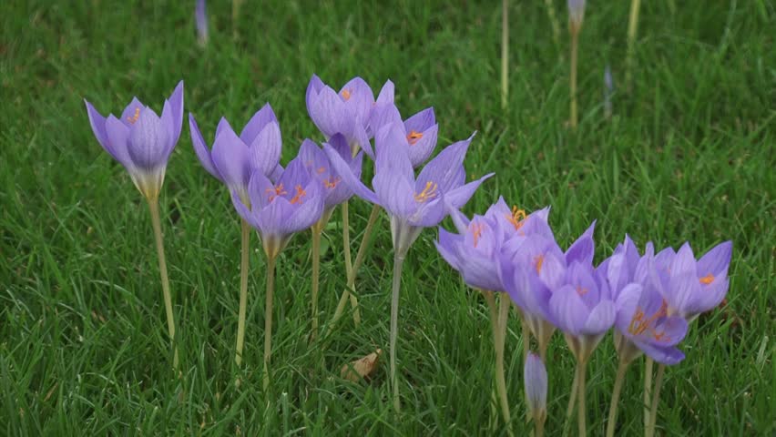 Autumn Crocus Blooming in Lawn Stock Footage Video (100% Royalty-free ...