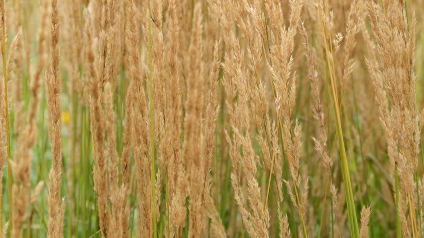 New Mexico Native Grasses