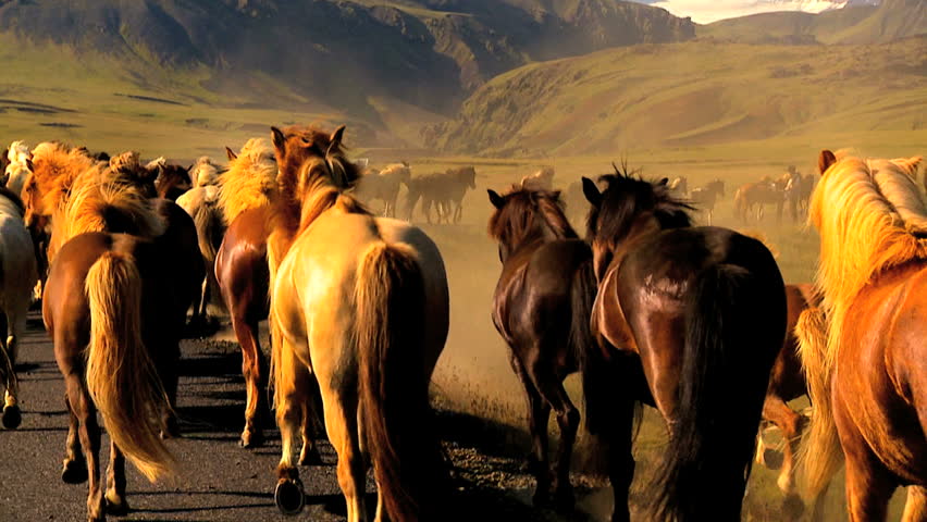 Herd of Wild Horses Moving Stock Footage Video (100% Royalty-free ...