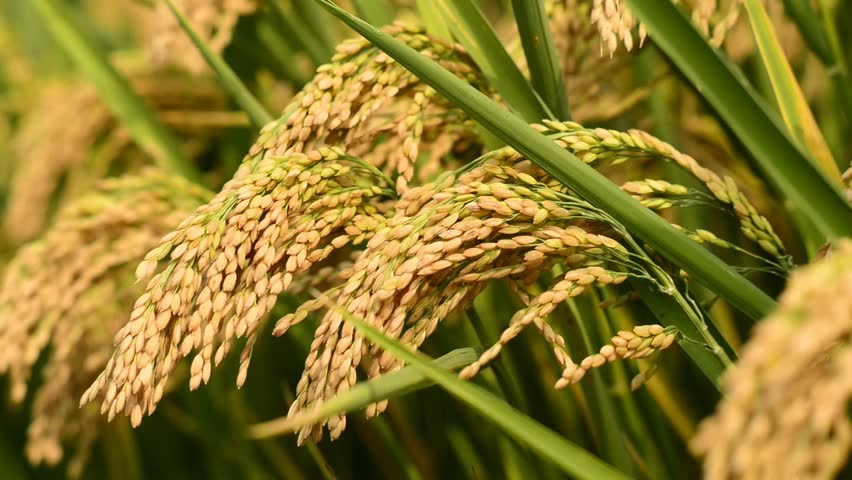 Rice Crop Stock Footage Video 4917047 | Shutterstock