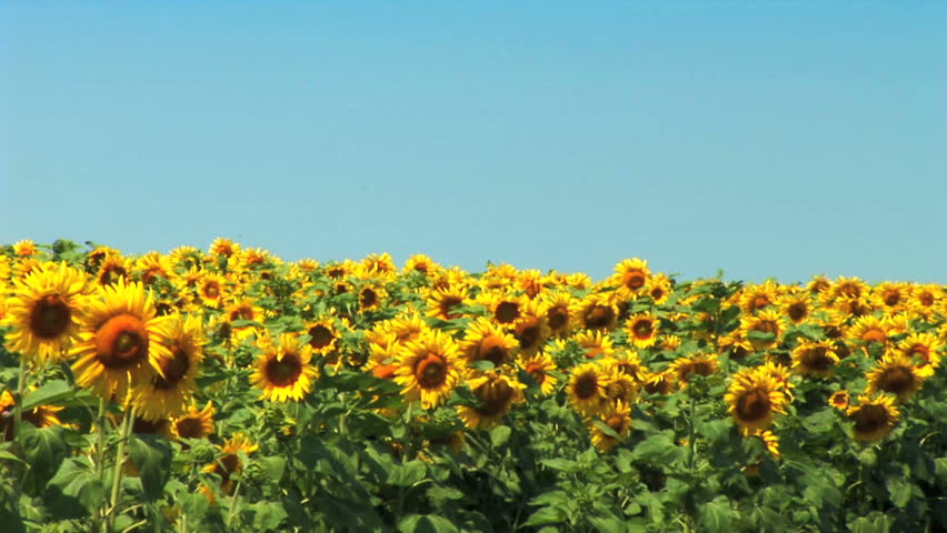 HD Sunflower Field, Sunflowers Swaying From The Wind, Canon XH A1 ...