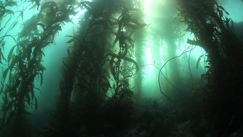 Giant Kelp (Macrocystis Pyrifera) Grows In Clear Water Off Coast Of ...