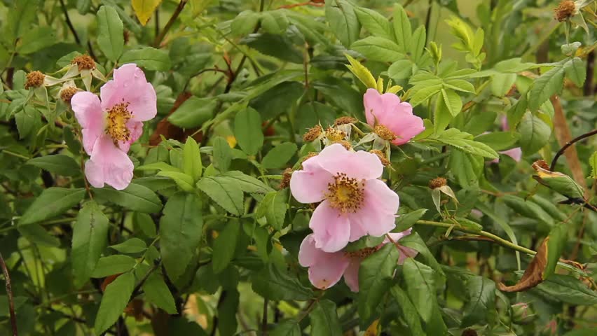 Wild Rose Bush with Pink Stock Footage Video (100% Royalty-free ...