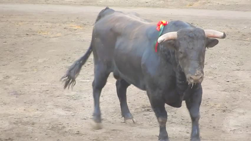 Stock video of spanish fighting bull. toro de lidia. | 5200838 ...