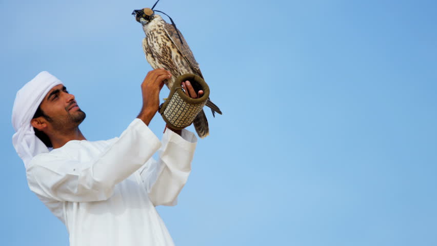 Portrait Trained Bird Of Prey Perching On The Gloved Wrist Of Its ...