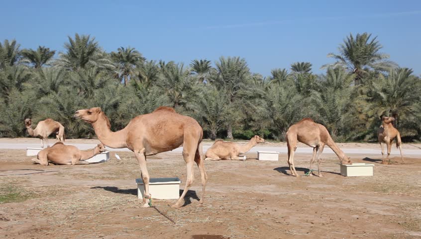 Camel Farm In Bahrain, Middle East Stock Footage Video 5442962 ...