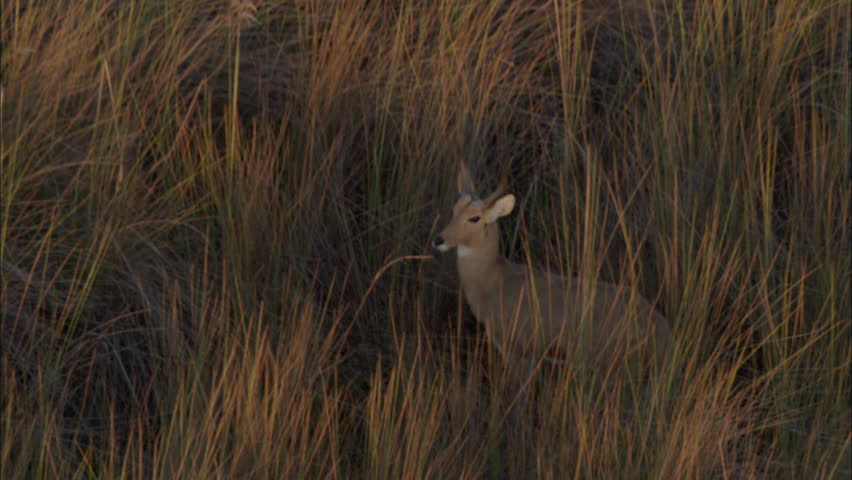African Savanna Wild Deer. The Scene Captures The Wildlife Of The ...