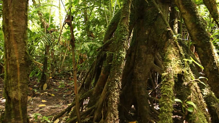 Curare Vine (Chondrodendron Tomentosum) Stock Footage Video 356893 ...