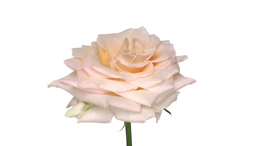 Stock video of rotating "renate" rose isolated on white | 560428 ...