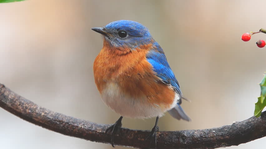 Eastern bluebird Stock Video Footage - 4K and HD Video Clips | Shutterstock