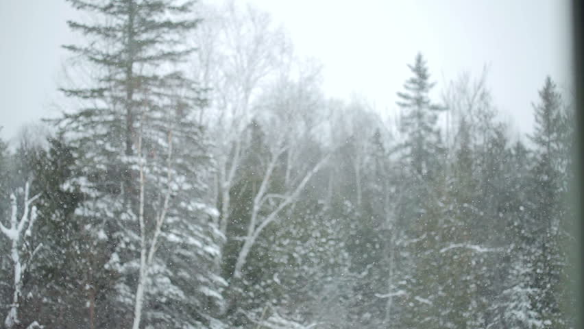 HD - Snow Falling On Trees. Stock Footage Video 3072814 | Shutterstock