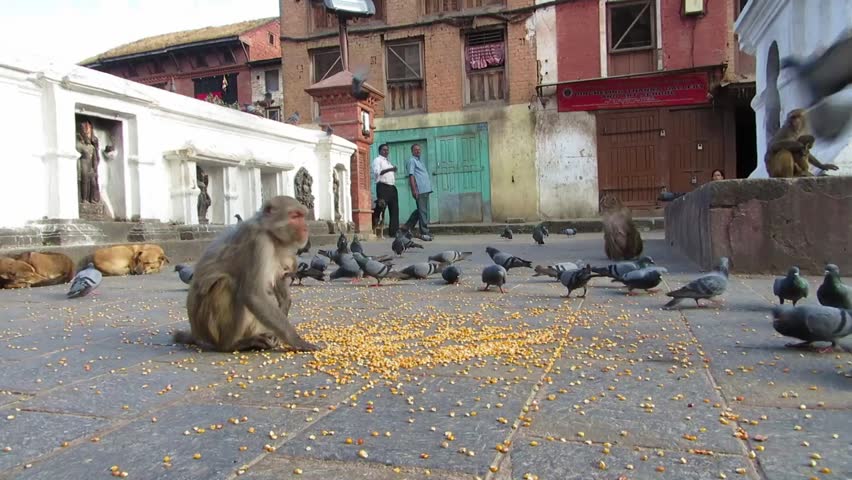 VRINDAVAN, INDIA - JULY 14, 2015: Monkey On A City Street To Steal ...