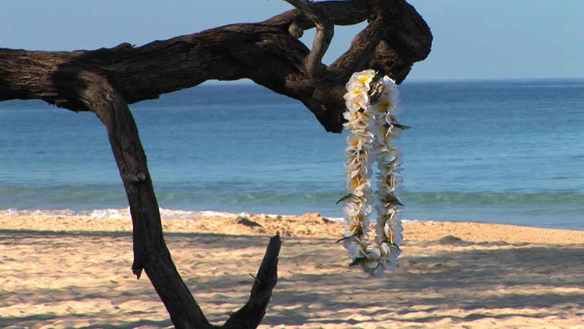 Stock Video Clip of HD: Lei in tree Traditional Hawaiian lei | Shutterstock