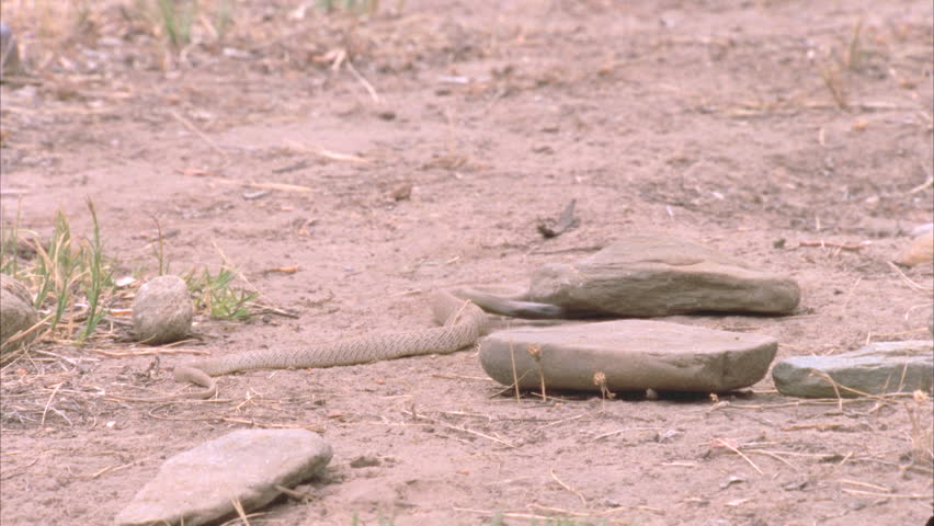 Baby Inland Taipan Recent Hatchling Stock Footage Video (100% Royalty ...