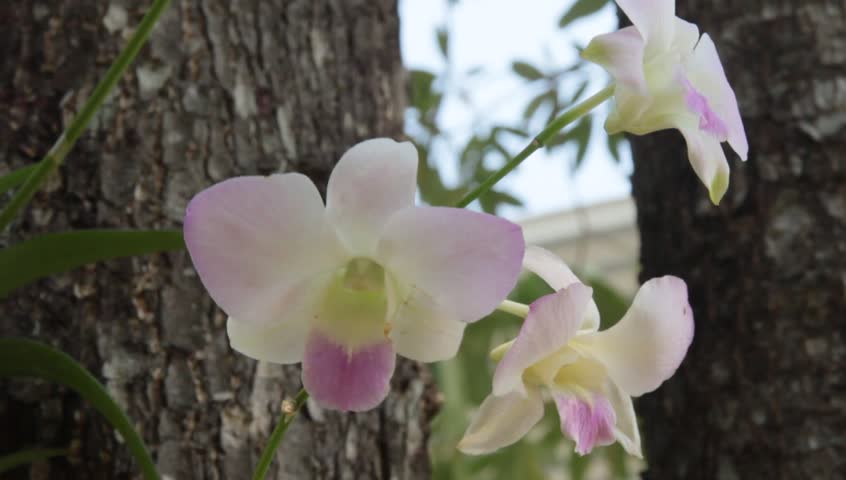 Orchid Flower,dendrobium,dendrobium Lindleyi,callista Lour.pierardia ...