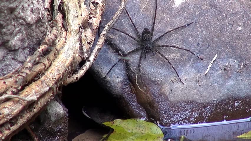Giant Water Spider