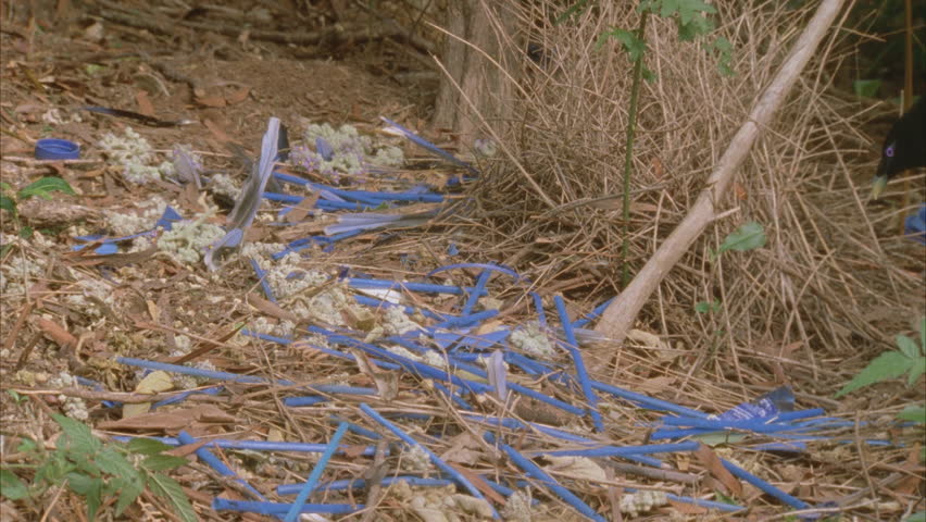 Turkey Scratching At Bowerbirds Bower And The Male Satin Comes In To ...