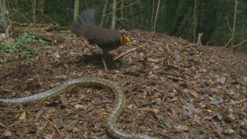 Male Turkey Scratching Leaves Off Stock Footage Video (100% Royalty ...