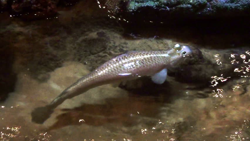 Stock video of largescale four-eyed fish (anableps anableps) | 5922518 ...