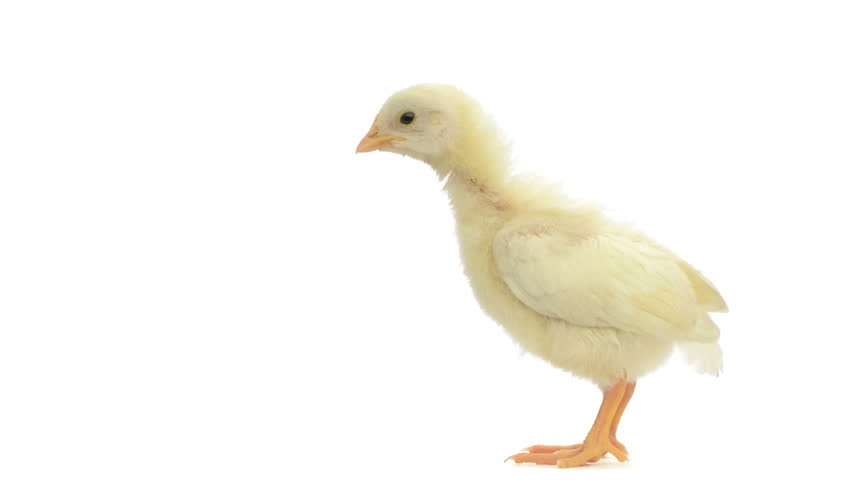 Side View of a Chick Stock Footage Video (100% Royalty-free) 5944028 ...