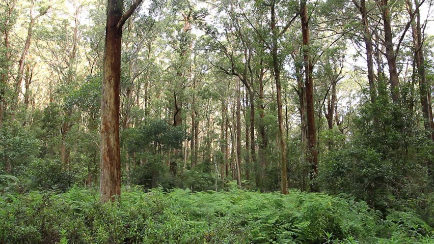 Rainforest - Australian Landscape. This Stock Footage Video (100% ...
