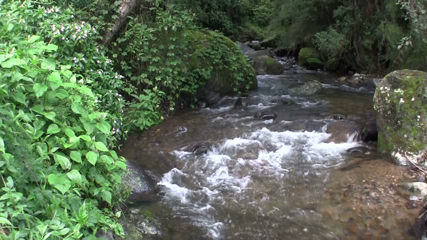 View Of A Forest Stream In National Park Oregon Pacific Northwest ...