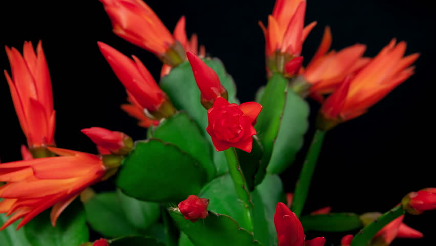 Timelapse Of Red Easter Cactus Flower Opening And Closing On Black ...