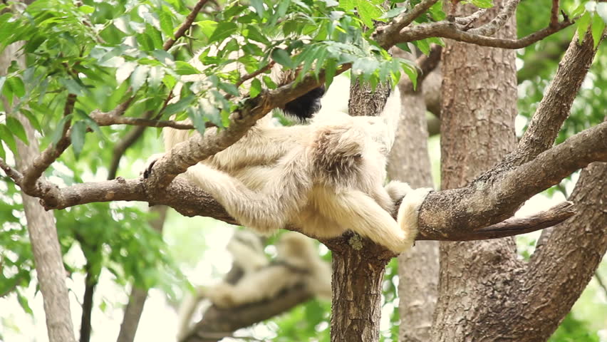 Monkey Climbing A Tree. - Gold Monkey Stock Footage Video 6285692 ...