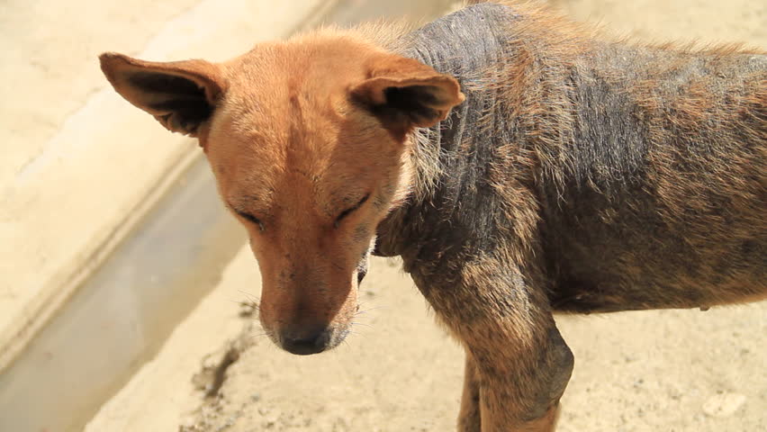 Dirty, Mangy Stray Dog On Stock Footage Video (100% Royalty-free ...
