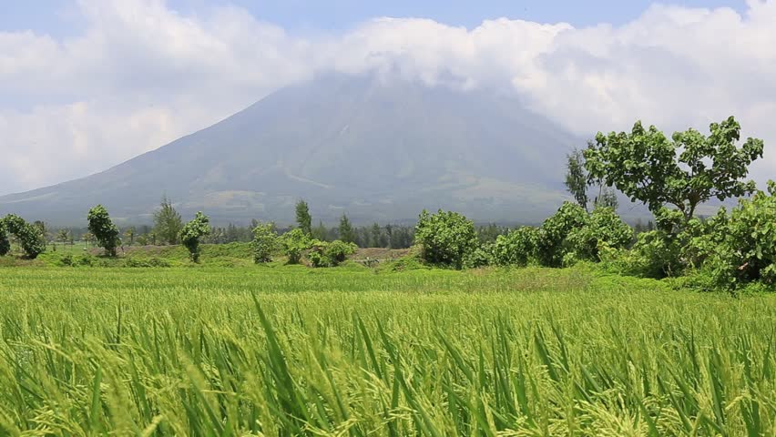 Planting Rice With Mayon Volcano