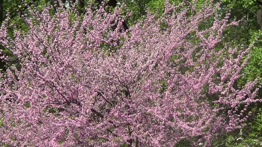 Prunus 'Okame' Cherry Blossoms Pink With Forsythia Helios Yellow In ...