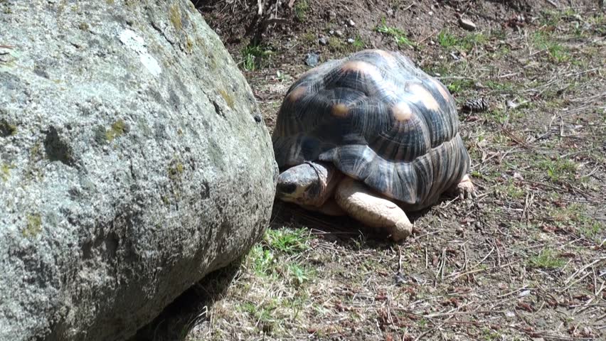 Stock video of turtle in the zoo | 6318308 | Shutterstock