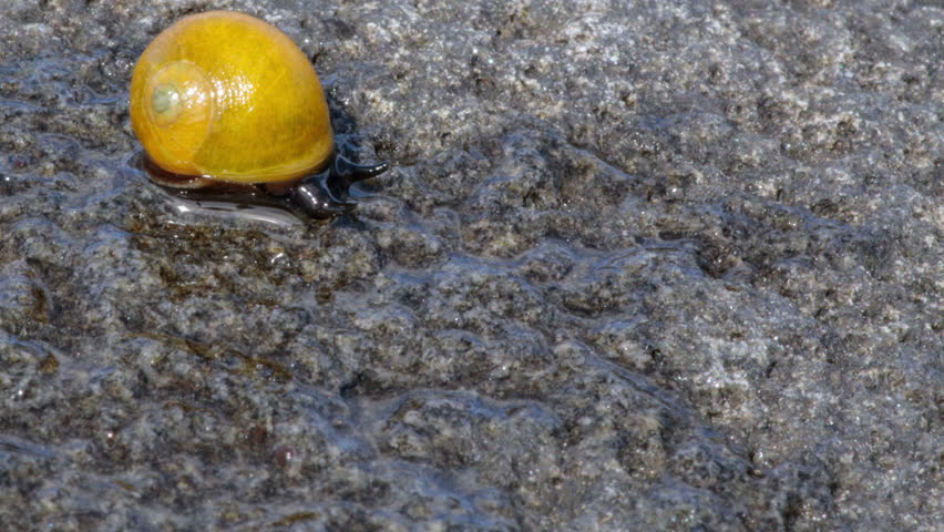 Stock video of yellow sea snail on the move, | 6319418 | Shutterstock