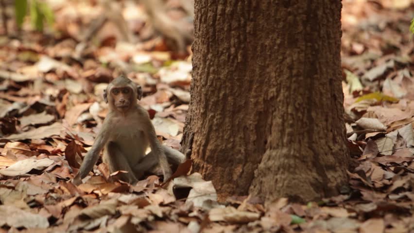 Vervet Monkey Sneezed Stock Footage Video (100% Royalty-free) 6364208 ...
