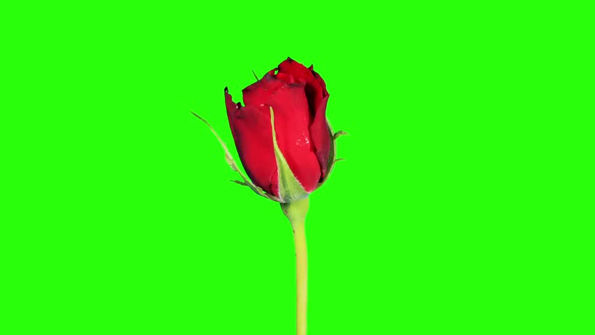 Stock Video Clip of Blooming red roses flower buds green screen ...