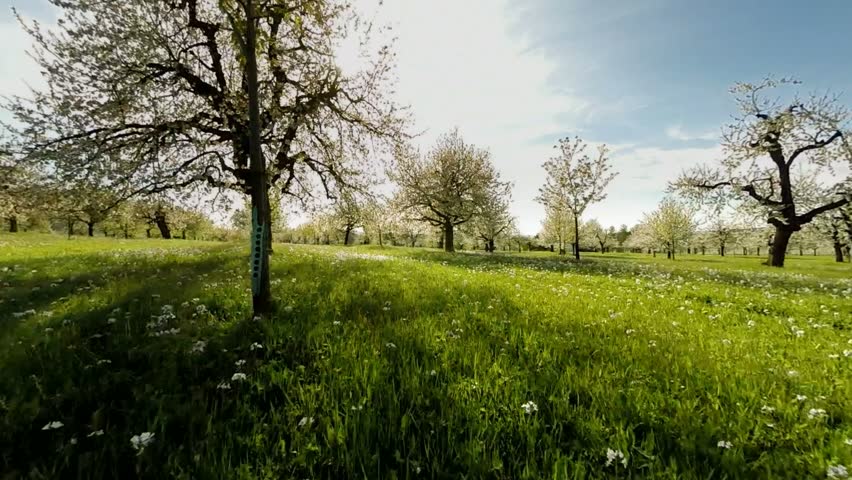 Beautiful Spring Trees Background. Aerial View. Fly Over. Forest Woods ...