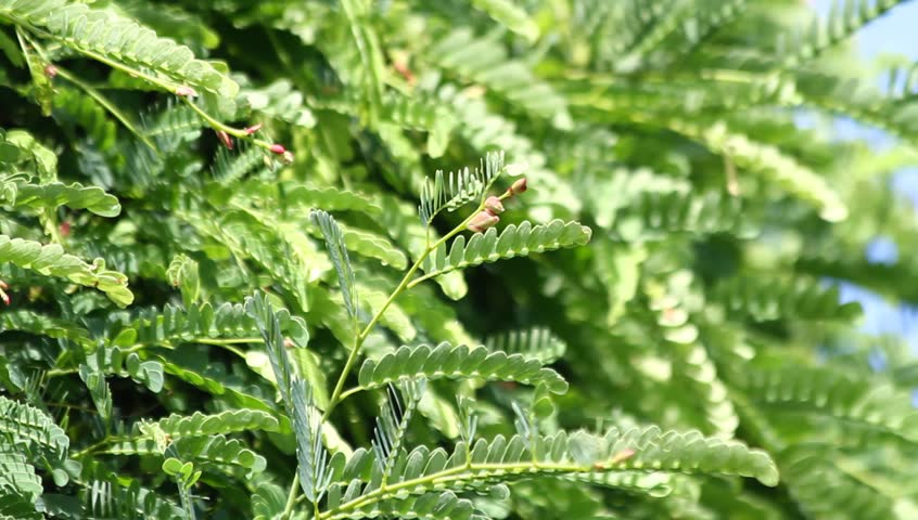 Acacia Karroo, Commonly Known As Sweet Thorn. Common Names: Acacia ...