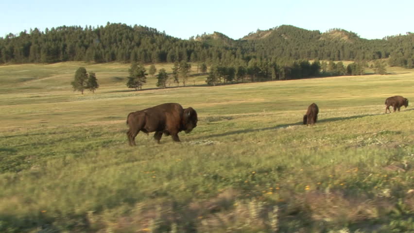 Bison Herd Running Summer Tracking Stock Footage Video (100% Royalty ...
