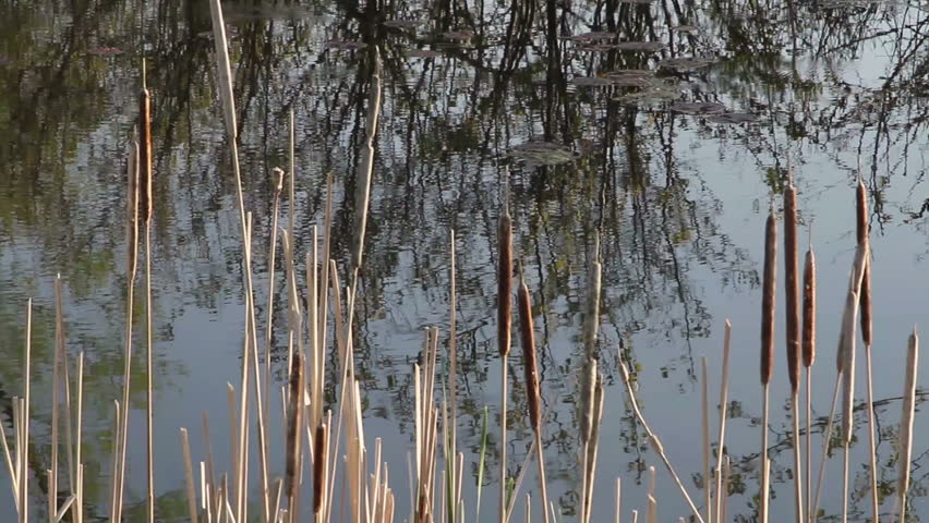 Stockvideoklipp på Cat tails and reflections of trees in | Shutterstock