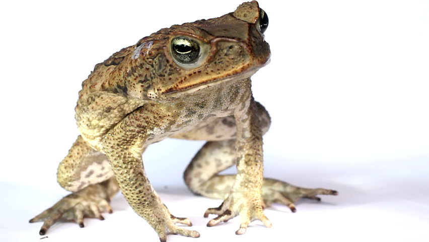 Cane Toad (bufo Marinus) Showing Stock Footage Video (100% Royalty-free ...
