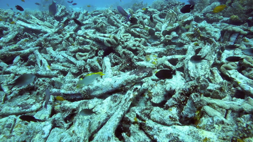 Stock video of dead corals on coral reef due | 6618458 | Shutterstock