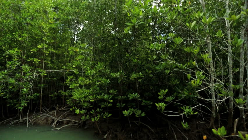 Forests Of Mangrove Trees Timber Used For Variety Of Purposes Boats ...