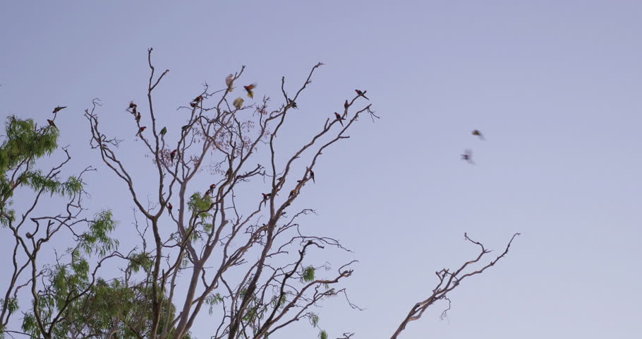 Flocks of Native Australian Birds Stock Footage Video (100% Royalty ...