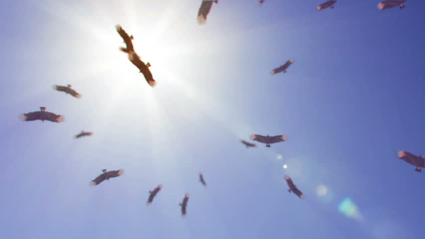 Vulture in flight image - Free stock photo - Public Domain photo - CC0 ...