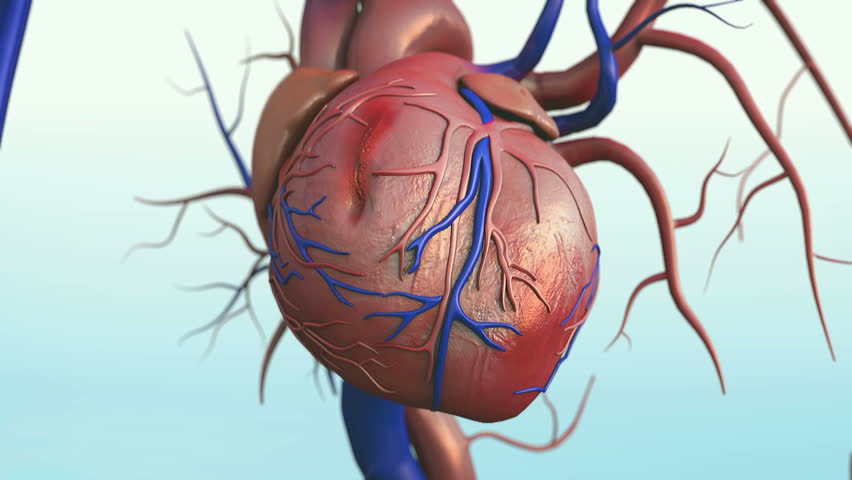 Human Heart, Human Heart Model, Full Clipping Path Included, Heart ...