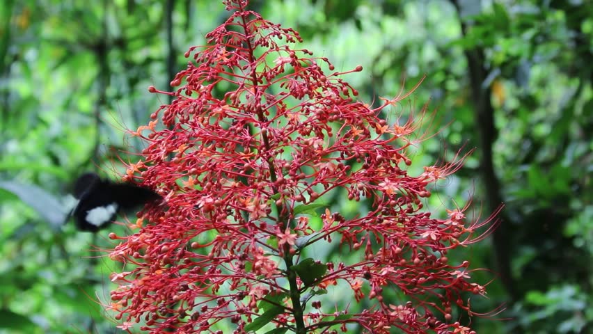 Close-up Rack Focus Of A Group Of Red Indonesian Wax Ginger Flowers ...