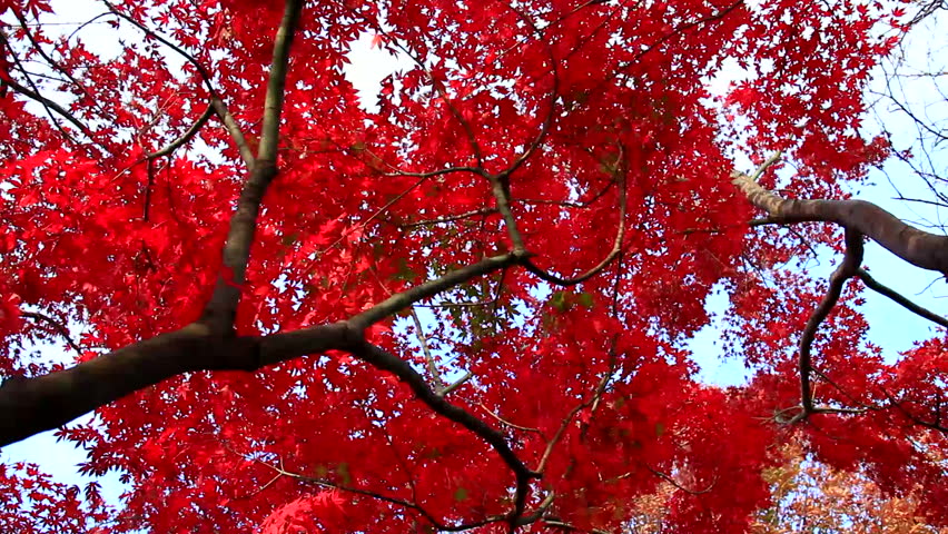 Red Maple Tree In Autumn, Japan Stock Footage Video 3118678 | Shutterstock