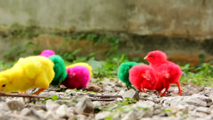 Stock video of colorful small chicks feeding in nature. | 6906778 ...