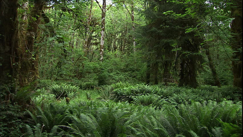 Yanquan Forest, National Park In Lichuan County, Fuzhou City,Jiangxi ...